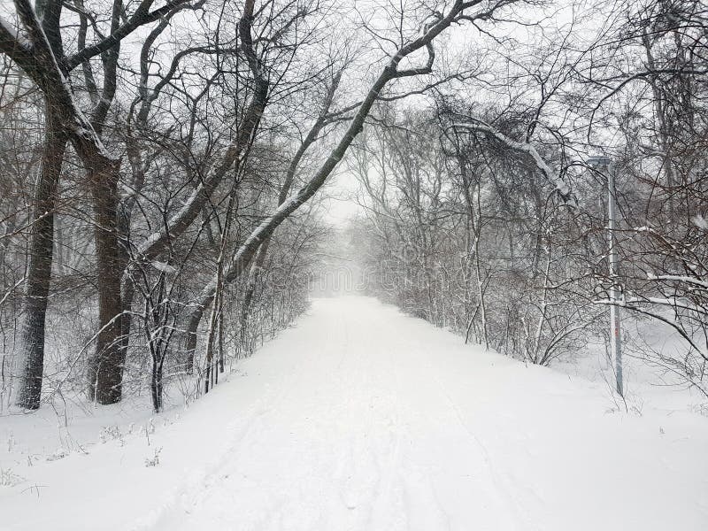 A Park in the Snow in a Storm. Stock Image - Image of frozen, scene ...