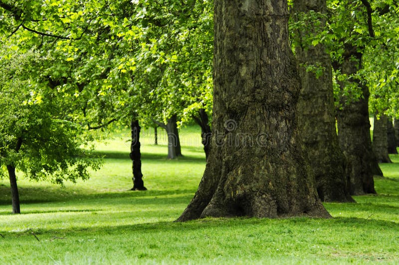 Park in spring stock image. Image of nature, trunk, grass - 25023637
