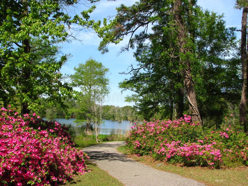 Park in spring stock photo. Image of cypress, flowers - 26271150