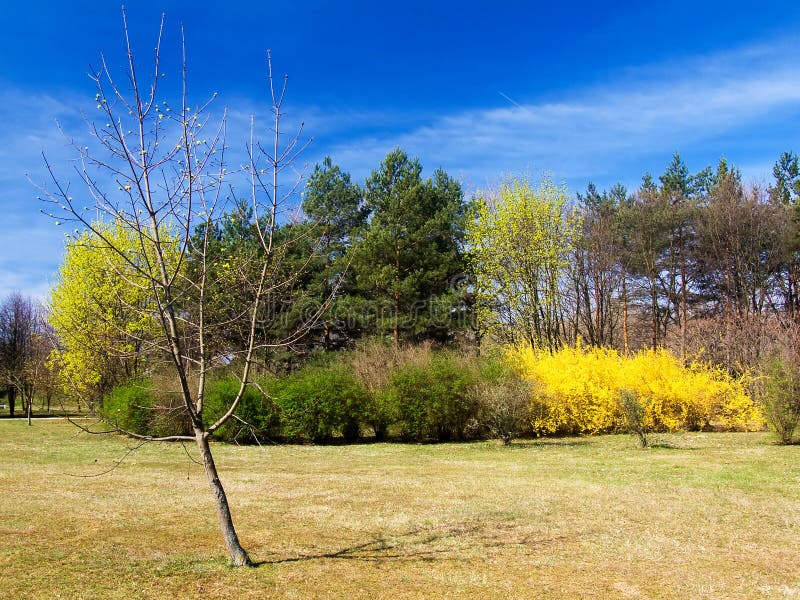 Park In Spring Picture. Image: 6472708