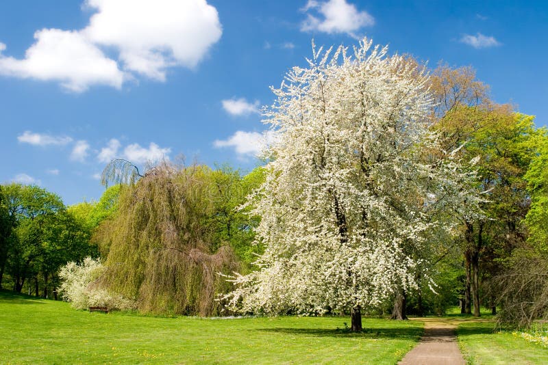 A park in spring stock image. Image of plants, bloom, white - 6566327