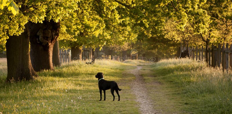 Park in spring stock photo. Image of chestnuts, park - 54099220