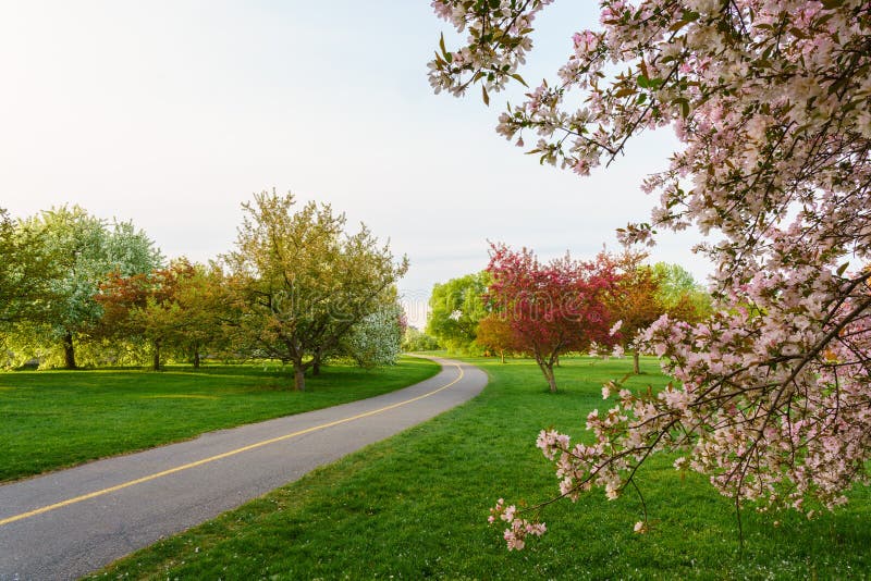 A park in spring stock photo. Image of canada, morning - 72140368