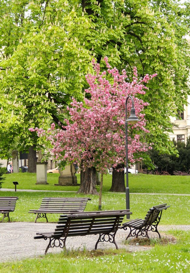 Park in spring stock image. Image of blooms, nook, blooming - 71181439