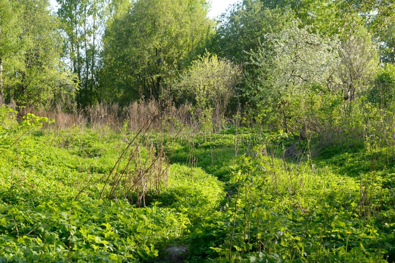 Park at spring. stock photo. Image of season, outdoor - 71760790
