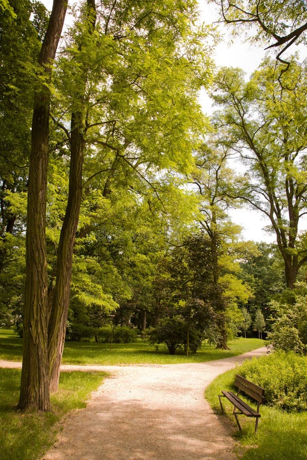 Footpat between Trees in Green Forest Stock Photo - Image of green ...