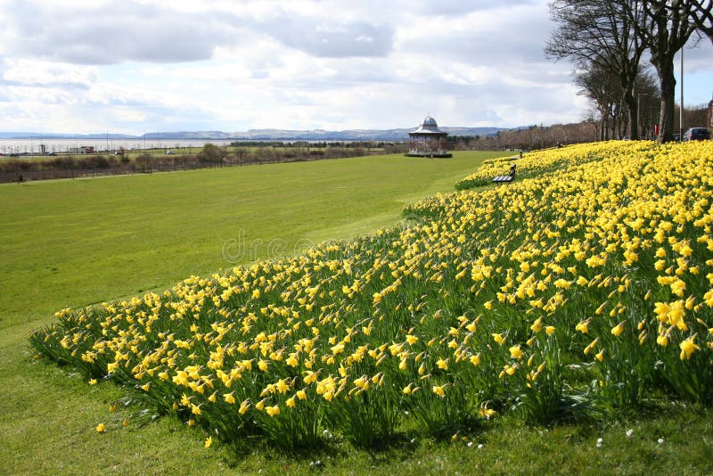 Park in springtime stock photo. Image of park, yellow, daffodils - 717590