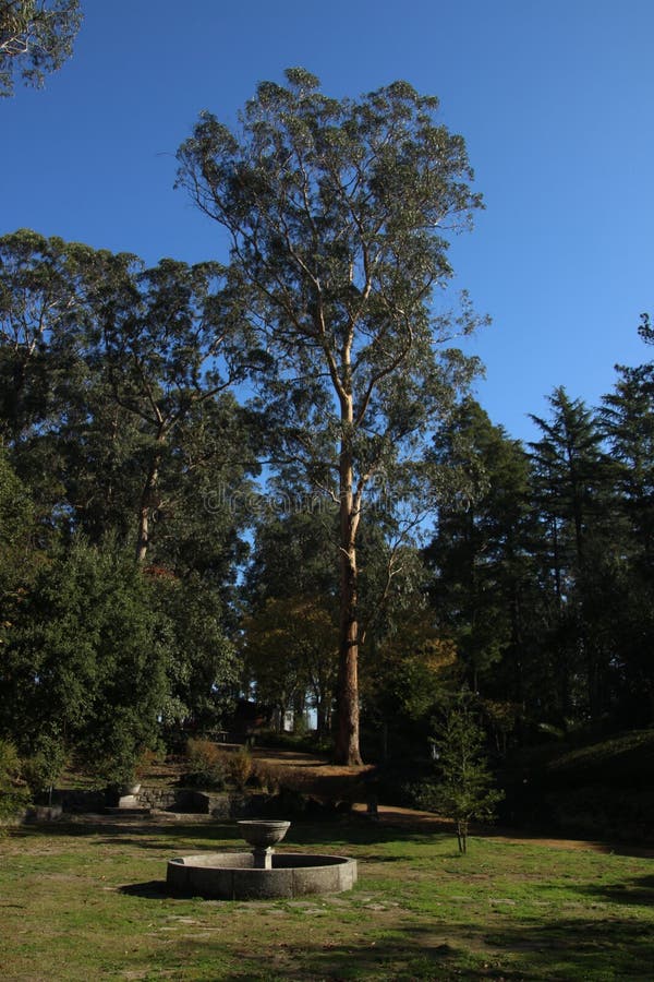 Park square stock image. Image of plant, rural, square - 244985587