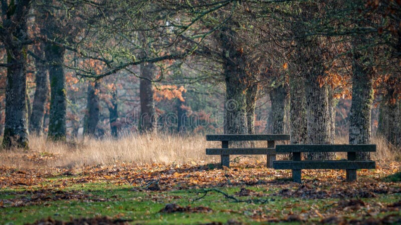 Park with Stone Tables and Bench in Oak Tree Forest Stock Image - Image ...