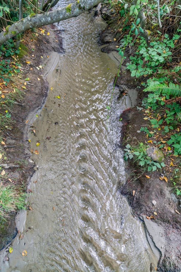 Park Stream Detail 2 stock photo. Image of water, macro - 290162980