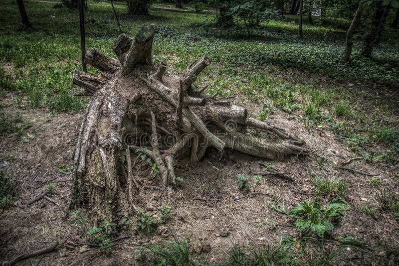 Park of Sumice in Belgrade stock image. Image of atmosphere - 230344551