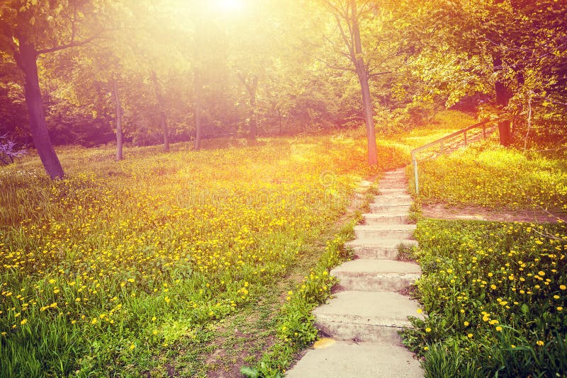 Park at sunrise stock image. Image of sunny, road, flower - 87688729