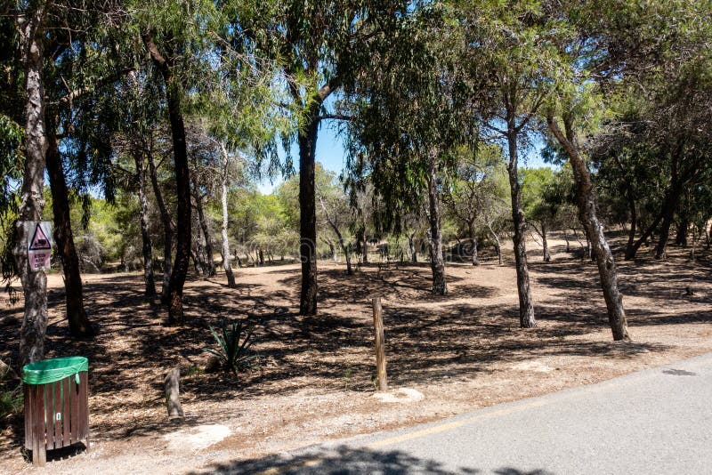 Park with Tall Trees in Guardamar, Spain Stock Image - Image of ...