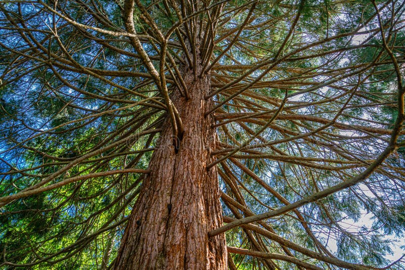 Park Thin Branches stock photo. Image of branches, bark - 393659894