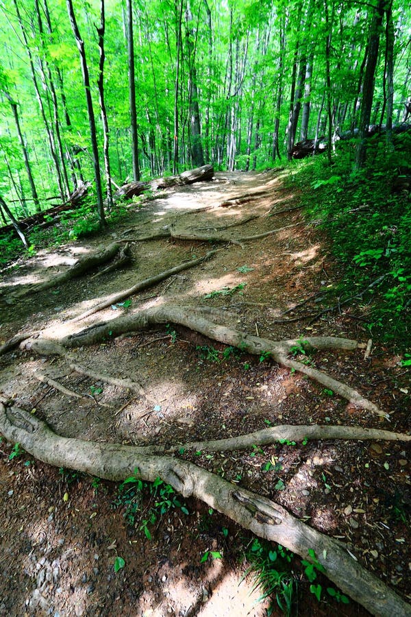 Park Trail stock image. Image of hiking, mountain, trees - 40947547