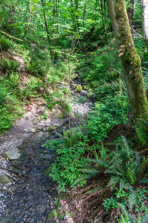 Park Trail Stream stock image. Image of park, landscape - 186389271