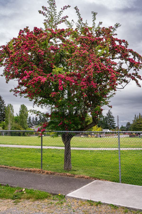 Park Tree Blossoms 3 stock photo. Image of washington - 381413896
