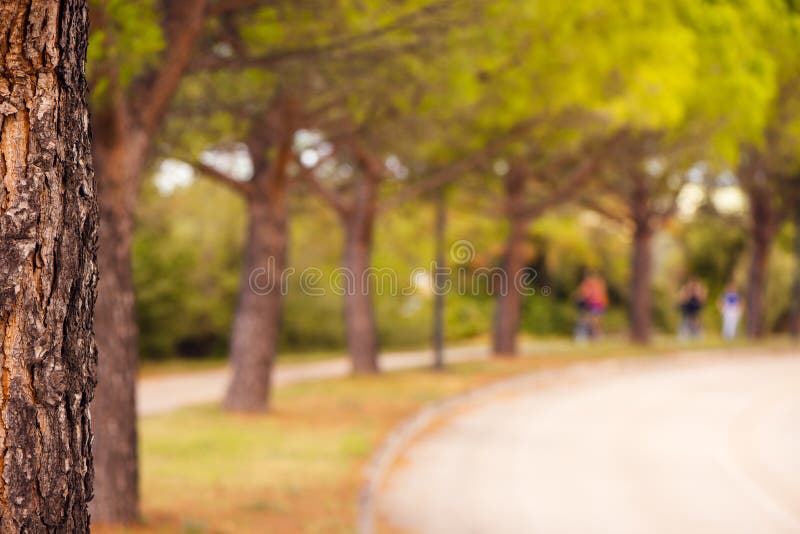 Park Tree and Defocused Blur Background Stock Image - Image of defocus ...