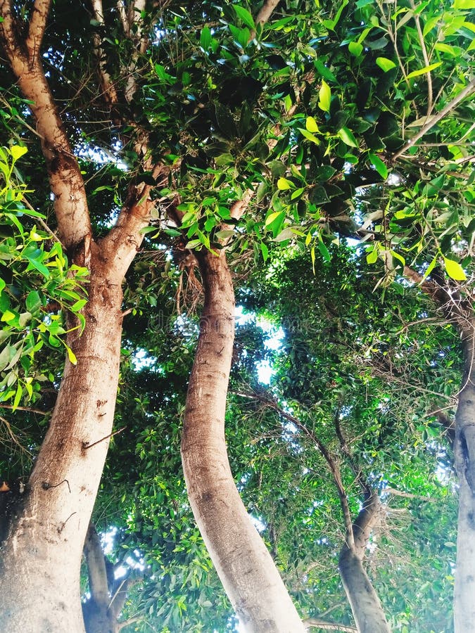 Park tree greenwood stock image. Image of food, produce - 261712907