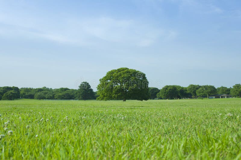 Green park tree stock image. Image of light, plant, deciduous - 264336467