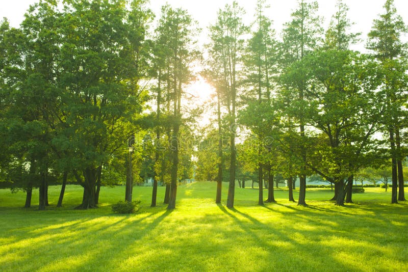 Tree sunlight stock image. Image of large, woodland - 263498305