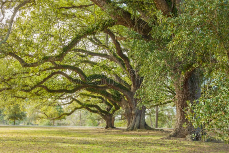 Park Tree 13 stock photo. Image of orleans, natural, landscape - 49274286
