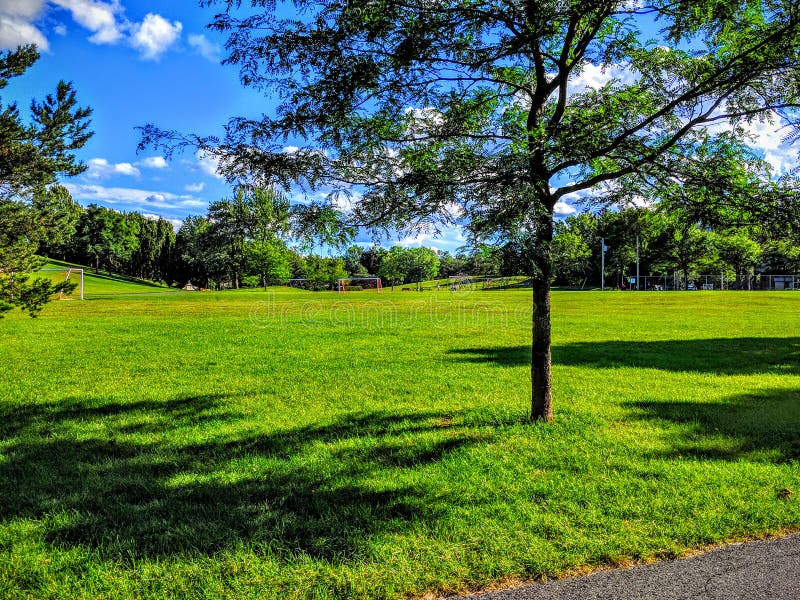 Park Tree s stock photo. Image of tree, park, trees, summer - 76229452