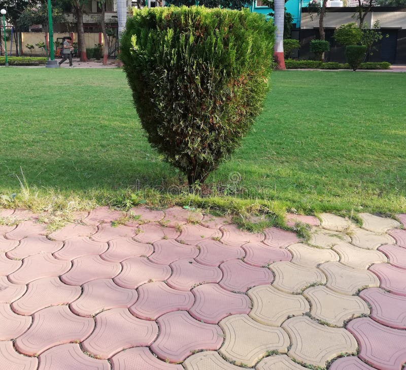 Park Tree Shaped Green Grass Pave Stock Image - Image of park, shaped ...
