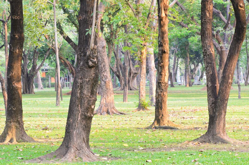 Park tree stock photo. Image of outdoor, grass, green - 30684824
