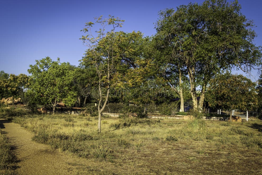 Park Treeline stock image. Image of outdoor, wilderness - 230022963