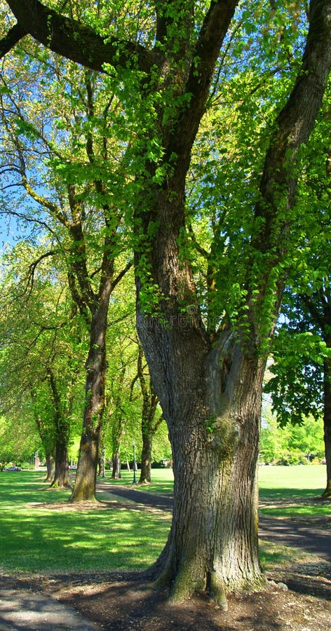 Park Trees stock photo. Image of grow, large, meditation - 768464