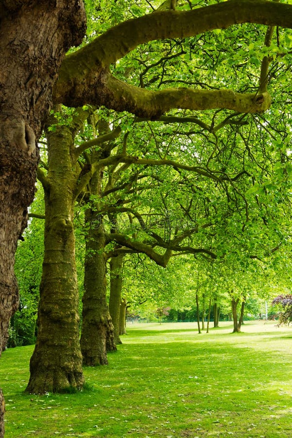 Park trees alley stock image. Image of green, pathway - 65642875