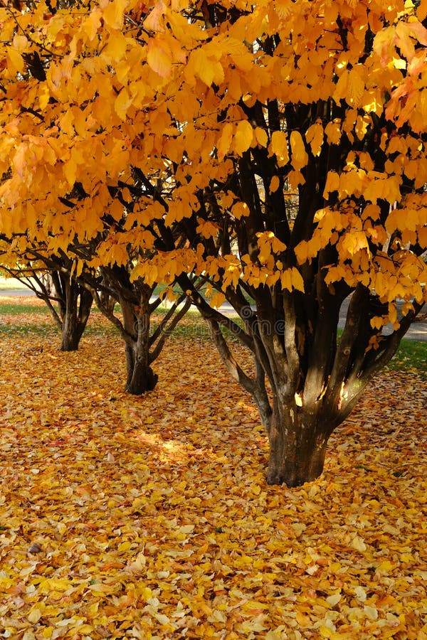 Trees in Autumn with Drooping Yellow Leaves Stock Photo - Image of ...