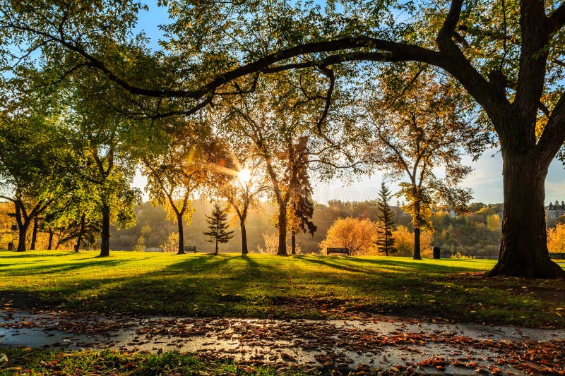 A Park with Trees and a Bench Stock Image - Image of foliage, sunlight ...