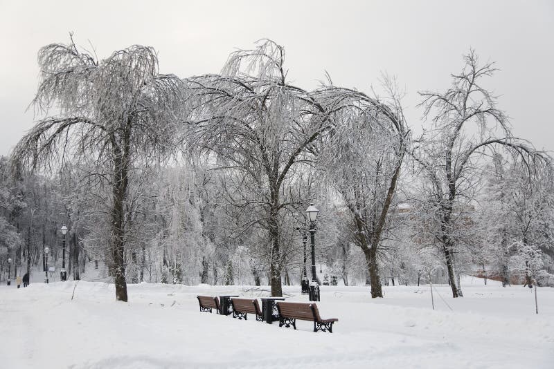 Park with trees and bench stock photo. Image of white - 46356298
