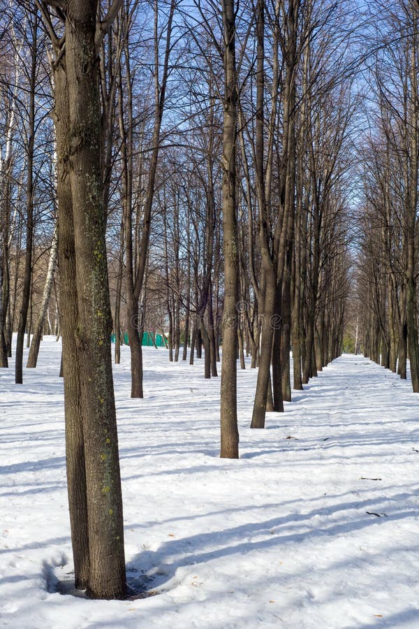Park, Trees in Early Spring, Melting Snow, Lime in the Spring Stock ...
