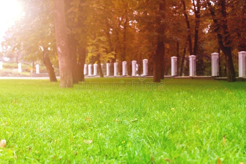 Park Trees Grass Background Stock Photo - Image of land, november: 48298092