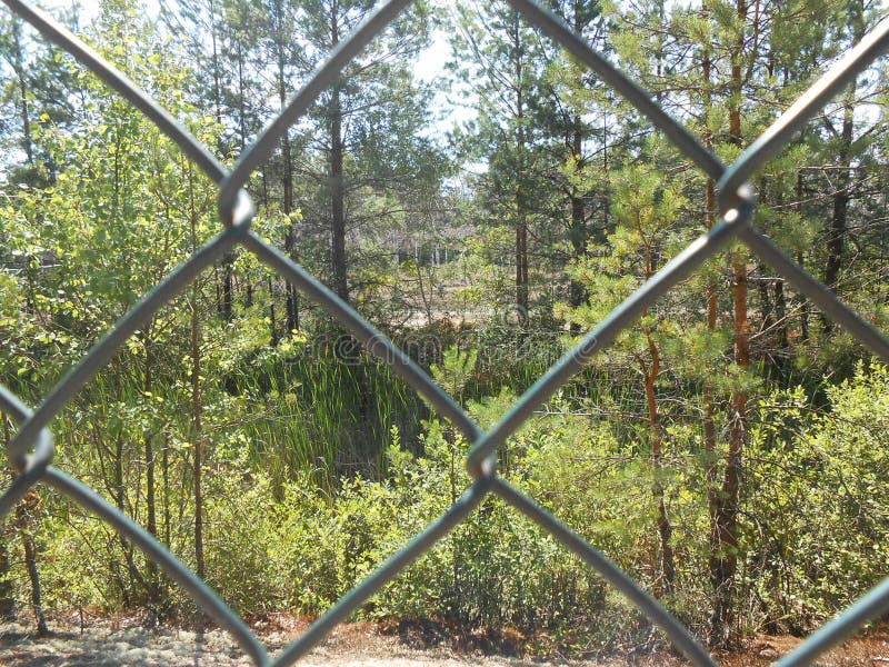 Park Trees Hidden on the Mesh Fence Stock Photo - Image of gray ...