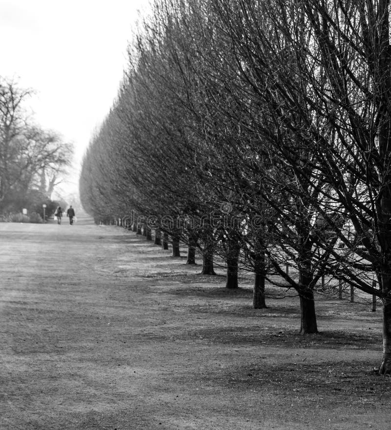 Park Trees with Two People Walking Down the Path Stock Photo - Image of ...
