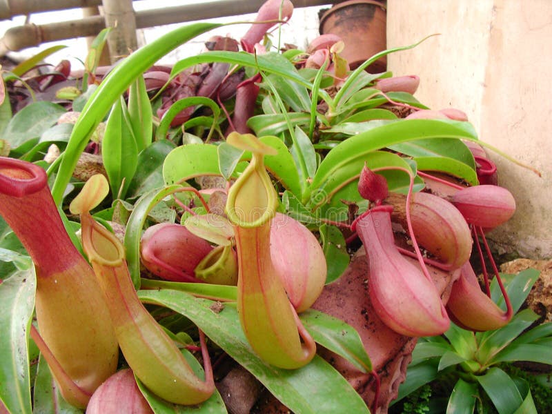 Park of Tropical Plants UTOPIA. Israel Stock Image - Image of ...
