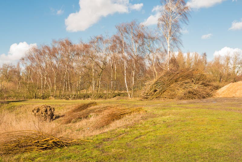 Pruning Waste with Firewood in the Garden Stock Photo - Image of ...