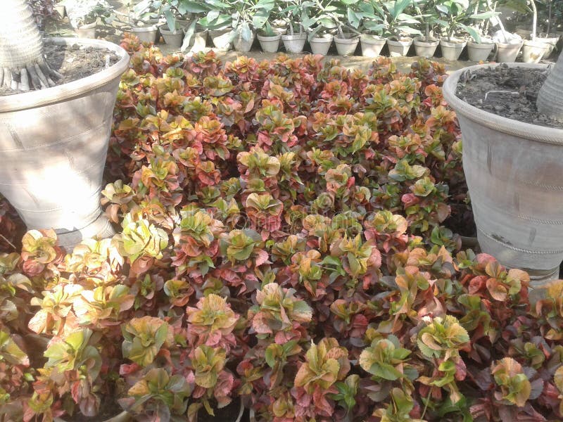 Park using stock image. Image of park, beautiful, home - 133360113