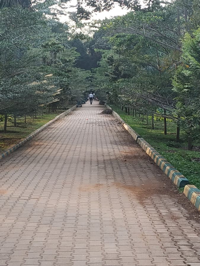 Park, Walk Way, Trees, Grass, Man Walking Stock Image - Image of park ...