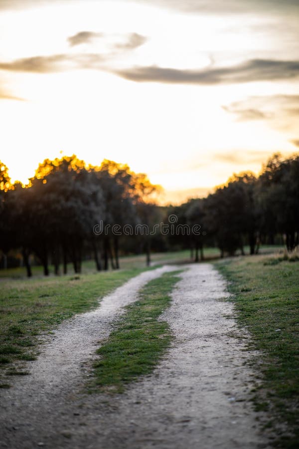 Park Walking Path with Green Grass and Green Trees and Sunset Sky in ...