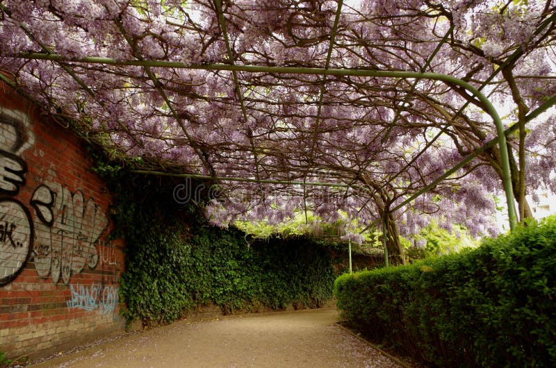Park way stock photo. Image of alley, plants, road, germany - 55093864