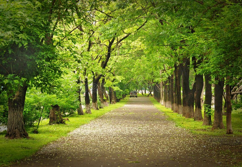Park way stock image. Image of avenue, rows, calm, outdoor - 64764031