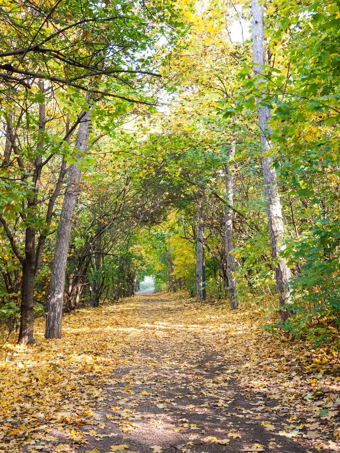 Park way lined by trees stock photo. Image of landscape - 62600092