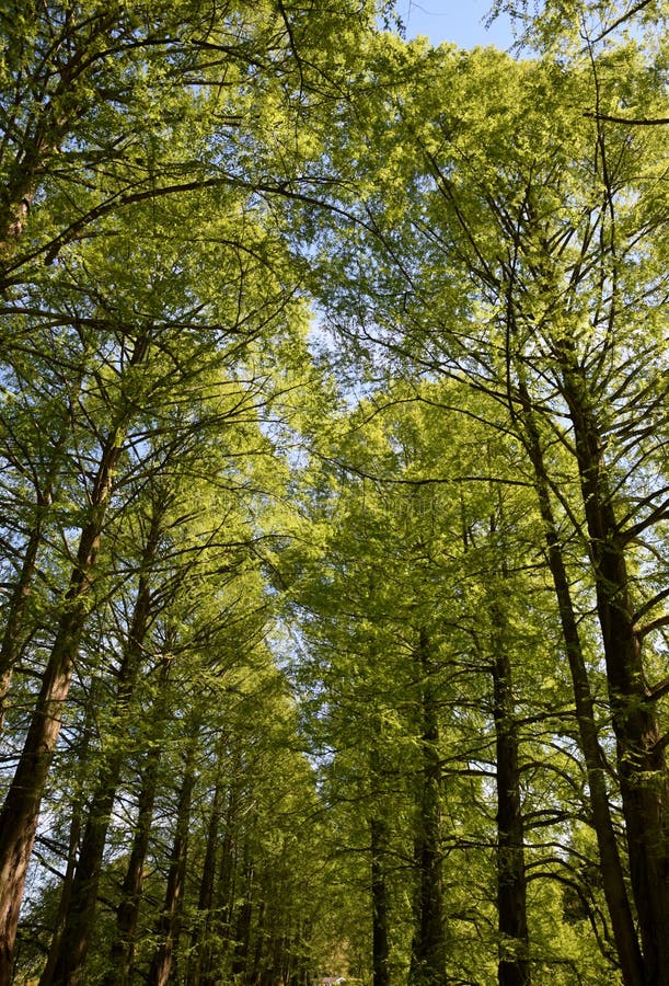 Park Way between Trees on Spring Stock Image - Image of colorfuly ...