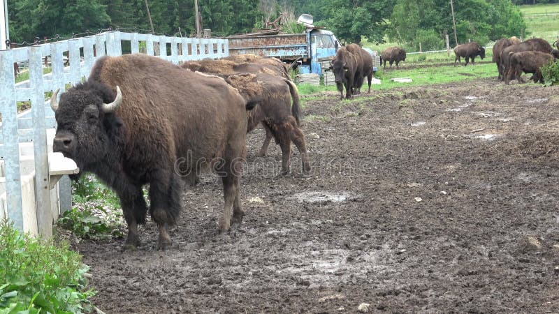 Park with Wild Bison. a Big Bull/bison Drinking Water Stock Footage ...