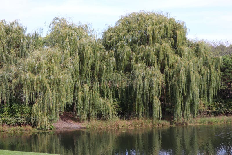 Park with Willow Trees at the Coast of a Lake Stock Image - Image of ...
